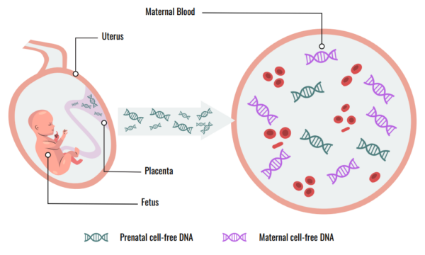 NIPT Toolkit and Routine Testing: What You Need to Know - Curbside Consult